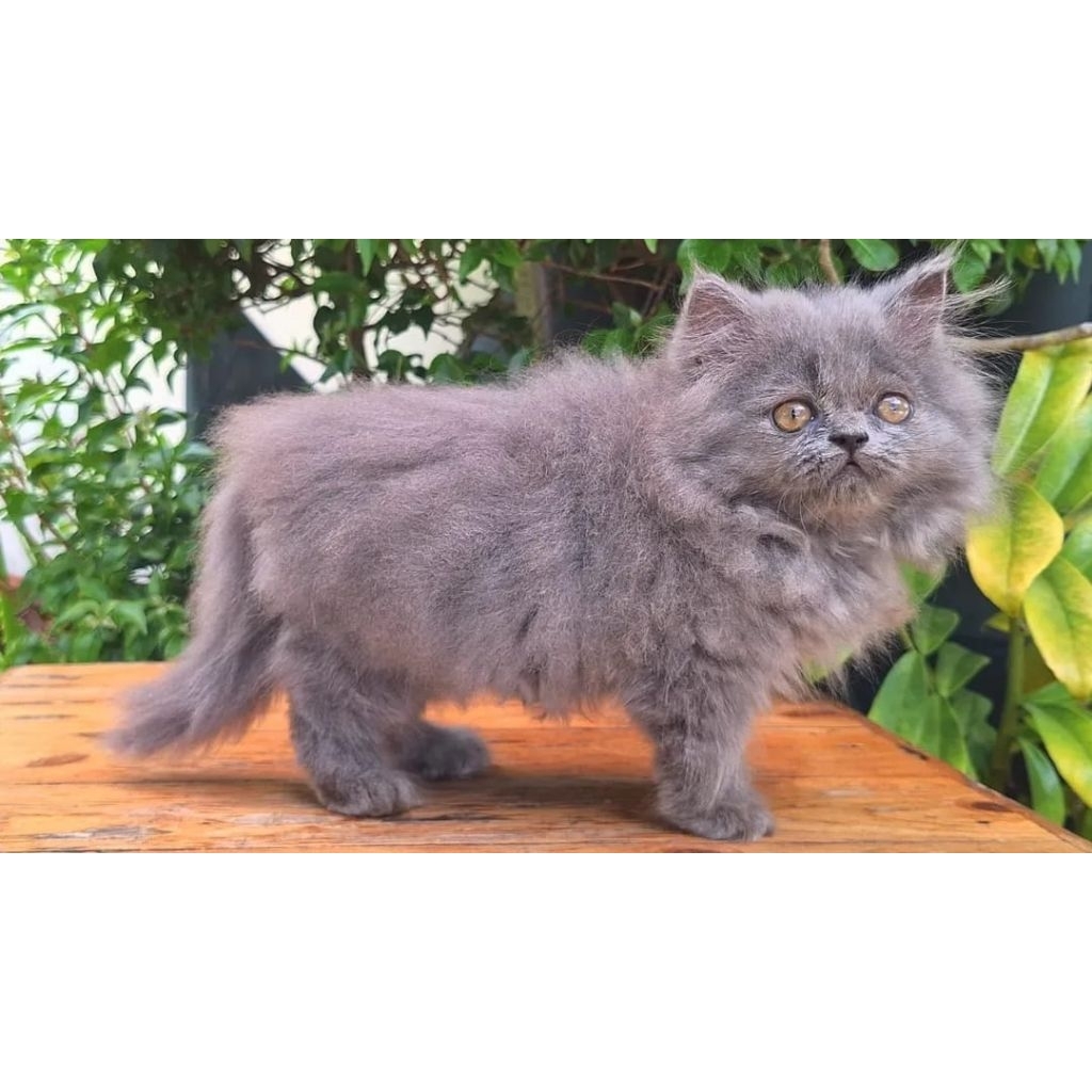 Jual KUCING PERSIA MEDIUM JANTAN 2 BULAN BLUE SOLID | Shopee Indonesia