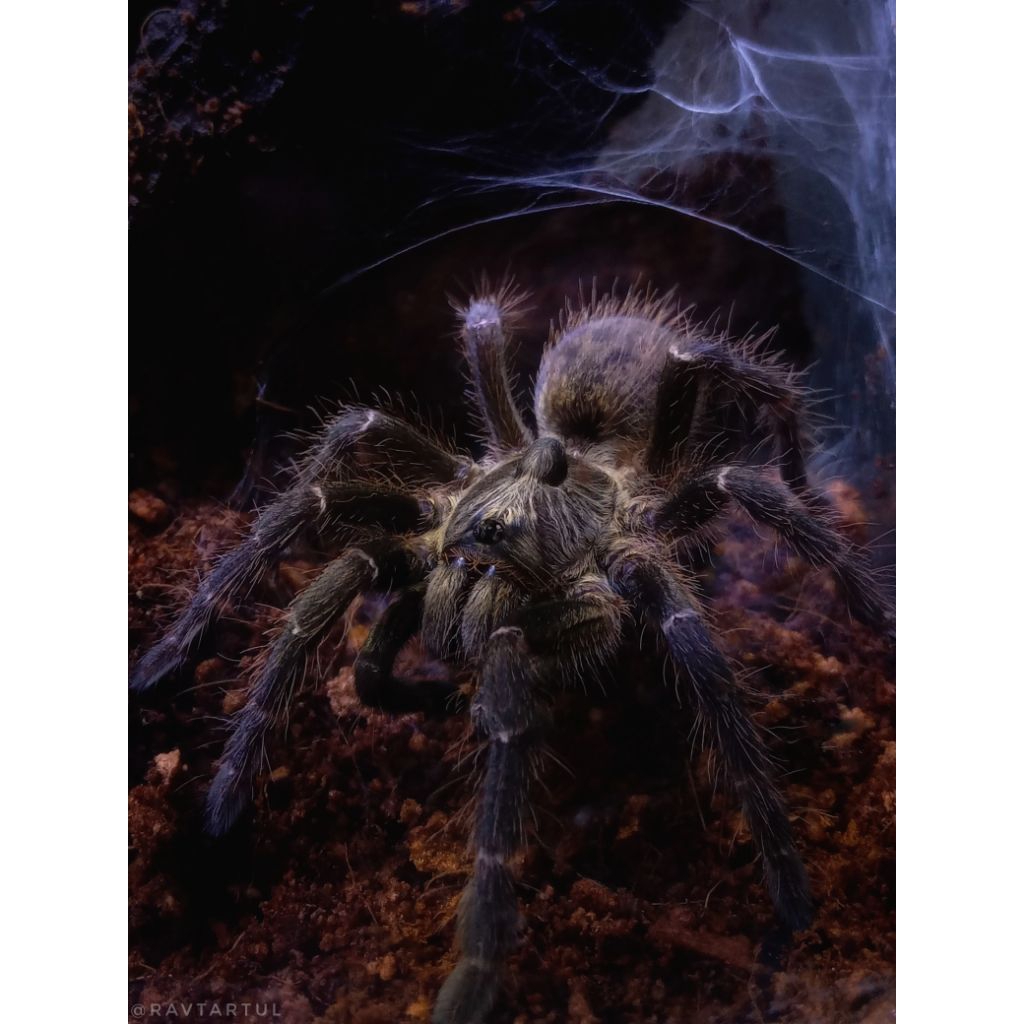 Jual DISPLAY - Tarantula c.darlingi ( unsex ) | Shopee Indonesia