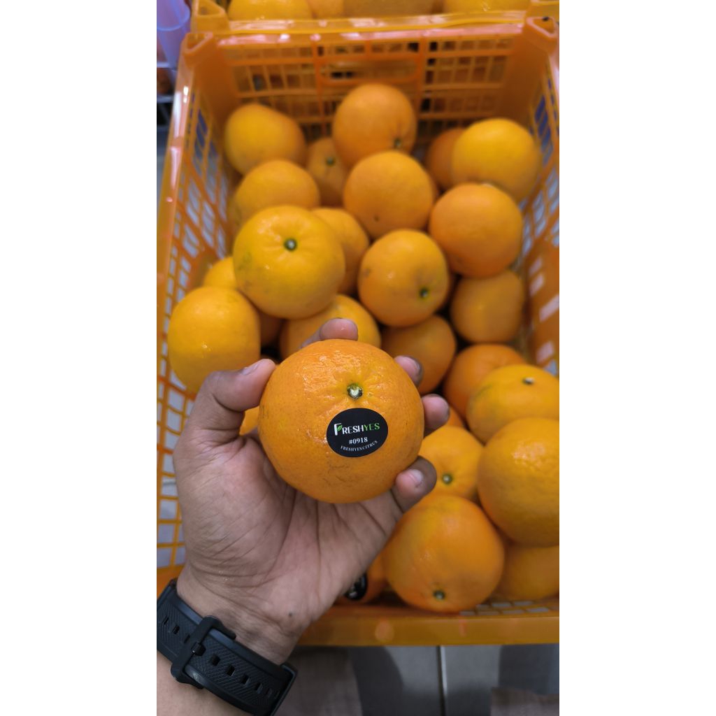 Jual Jeruk Wogan Wokam Citrus | Shopee Indonesia