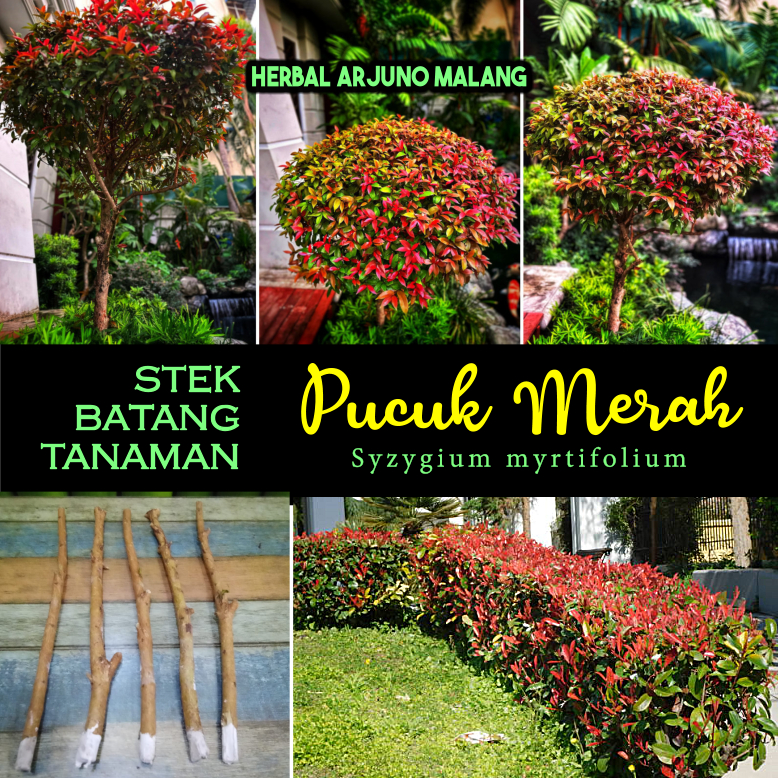 Jual 5-10 pcs Stek Batang Tanaman Pohon Hias Pagar Pucuk Merah Red ...
