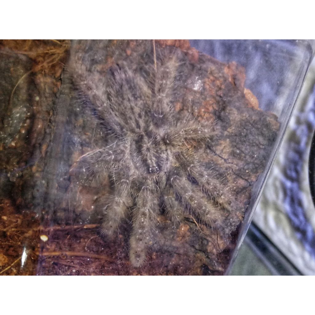 Jual display tarantula - " heteroscodra maculata " 5cm (unsex) | Shopee ...