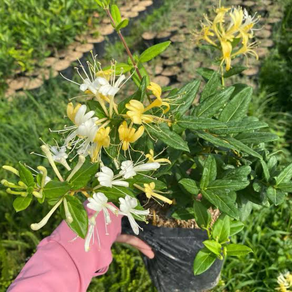 Jual Tanaman melati putri sedikit wangi manis - tanaman melati lonicera ...