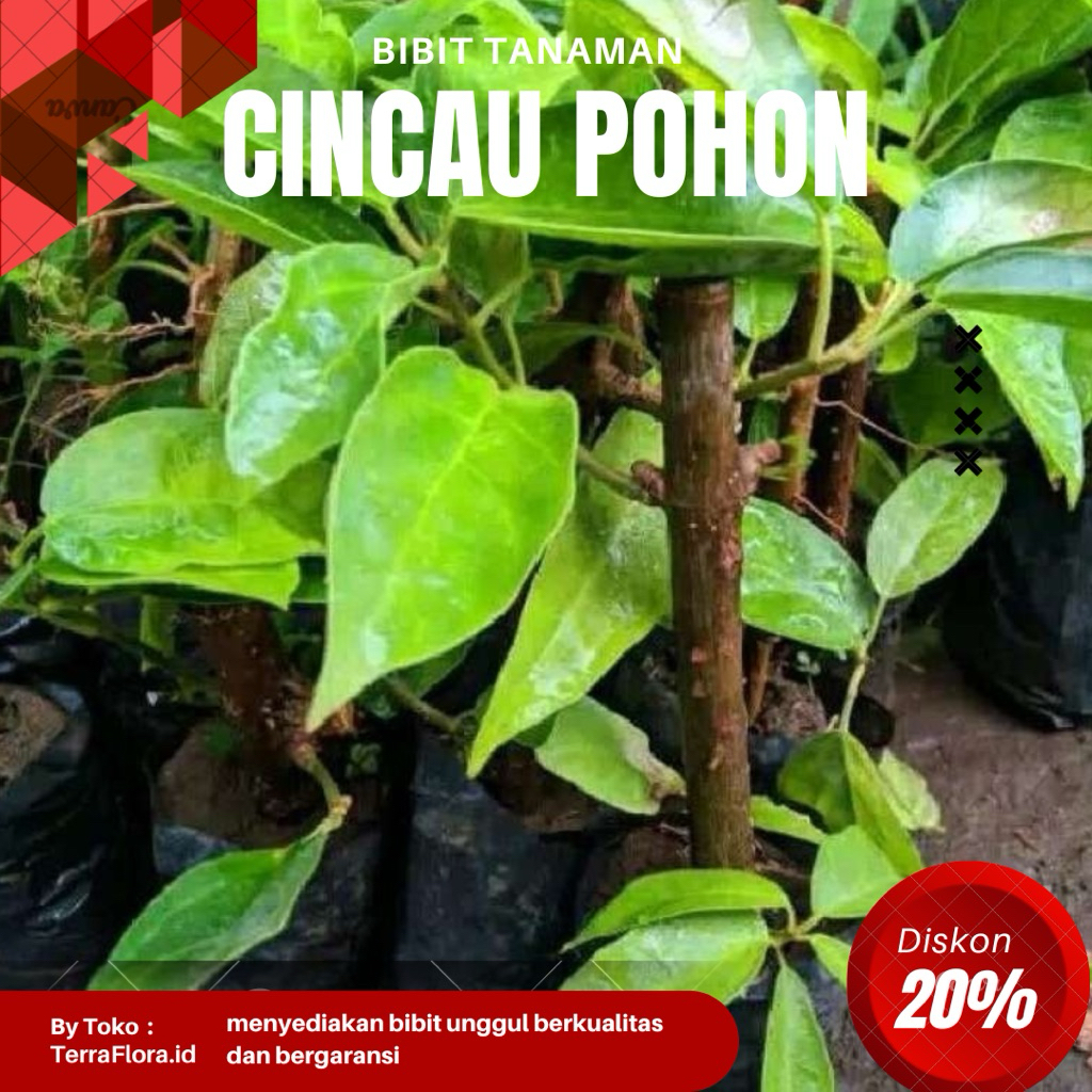 Jual Paket 5 bibit cincau pohon / cincau hijau tanaman herbal kualitas ...