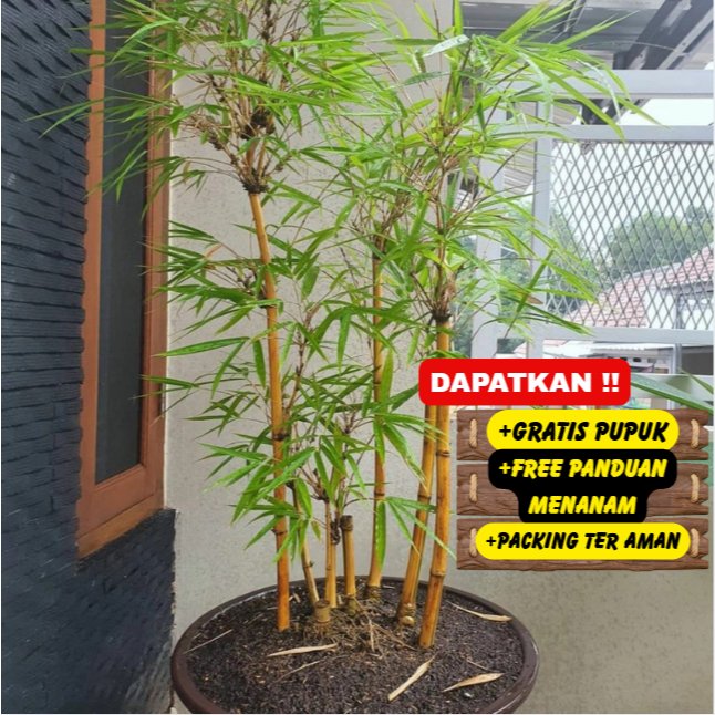 Jual Bambu Kuning Antipolutan(BISA TANAM DI POT) Penyedot Udara Kotor ...