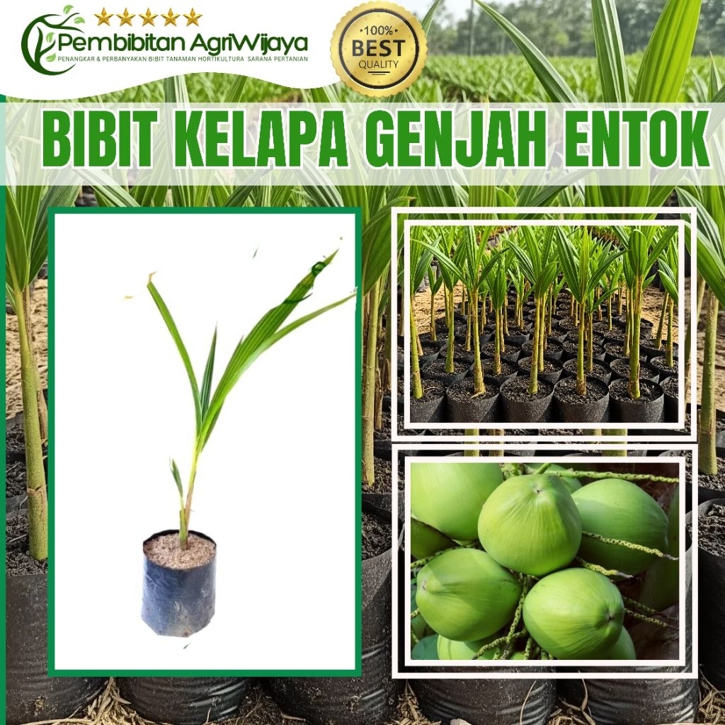 Jual Bibit Kelapa Genjah Entok Original Unggul terpercaya ...
