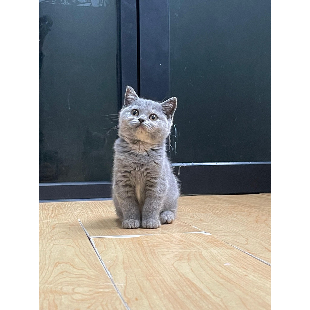 Jual British Shorthair (BSH) Blue tortie | Shopee Indonesia
