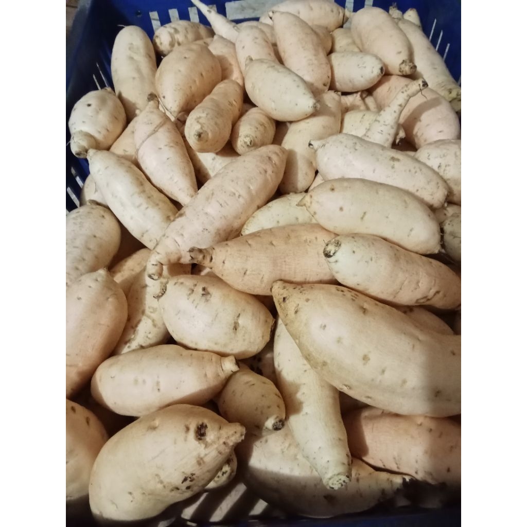 Jual Ubi Bakar Madu Cilembu Terlengkap & Harga Terbaru Mei 2026 ...