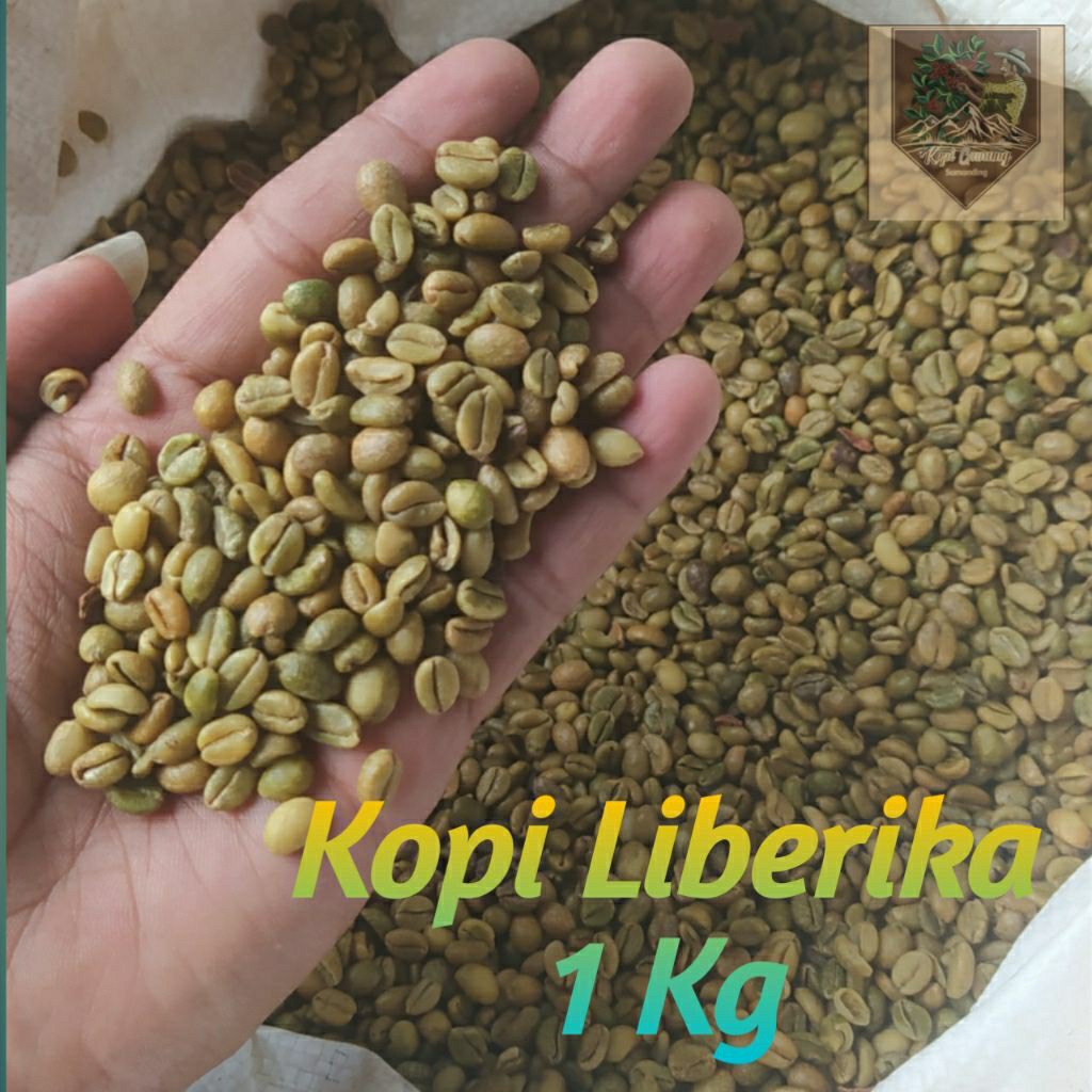 Jual Biji kopi Nangka ( Liberika/exelsa ) asli Lereng Muria Jepara 1 Kg ...