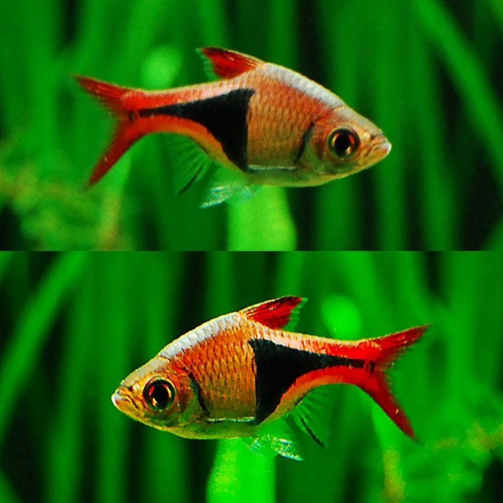 Jual [Chan Aquatic] Ikan Hias Rasbora Harlequin Schooling Fish Ikan ...