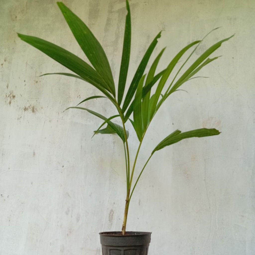 Jual bibit palem tinggi 50 cm siap tanam | Shopee Indonesia