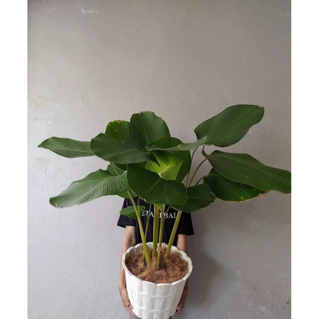 Jual TANAMAN HIAS CALATHEA LUTHEA TANAMAN HIAS PISANG CALATHEA CALATHEA ...