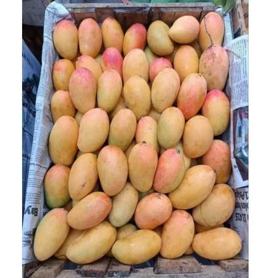 Jual Aneka Mangga 1KG Mangga Golek Mangga Podang, Mangga Kweni, Mangga ...