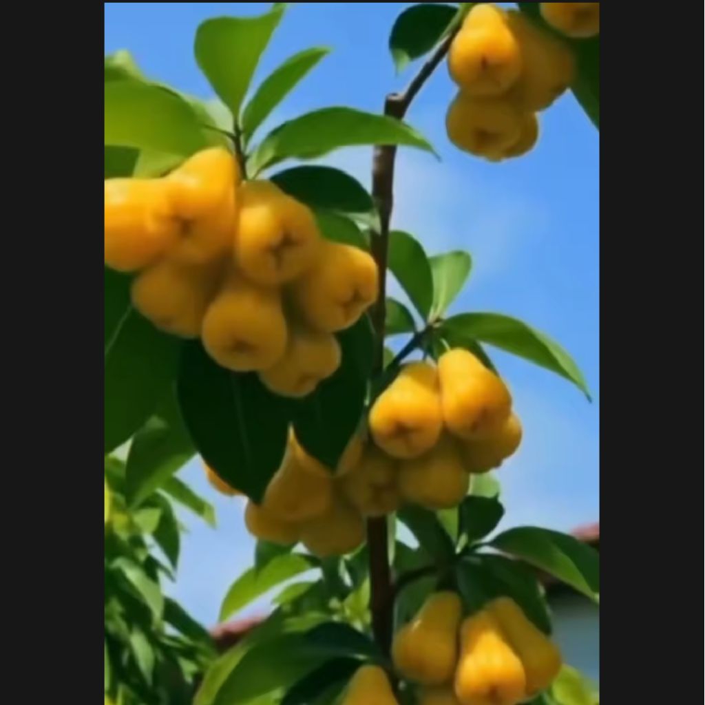 Jual Promo Murah Bibit Jambu Air Kuning Guava Sudah Cukup Langka