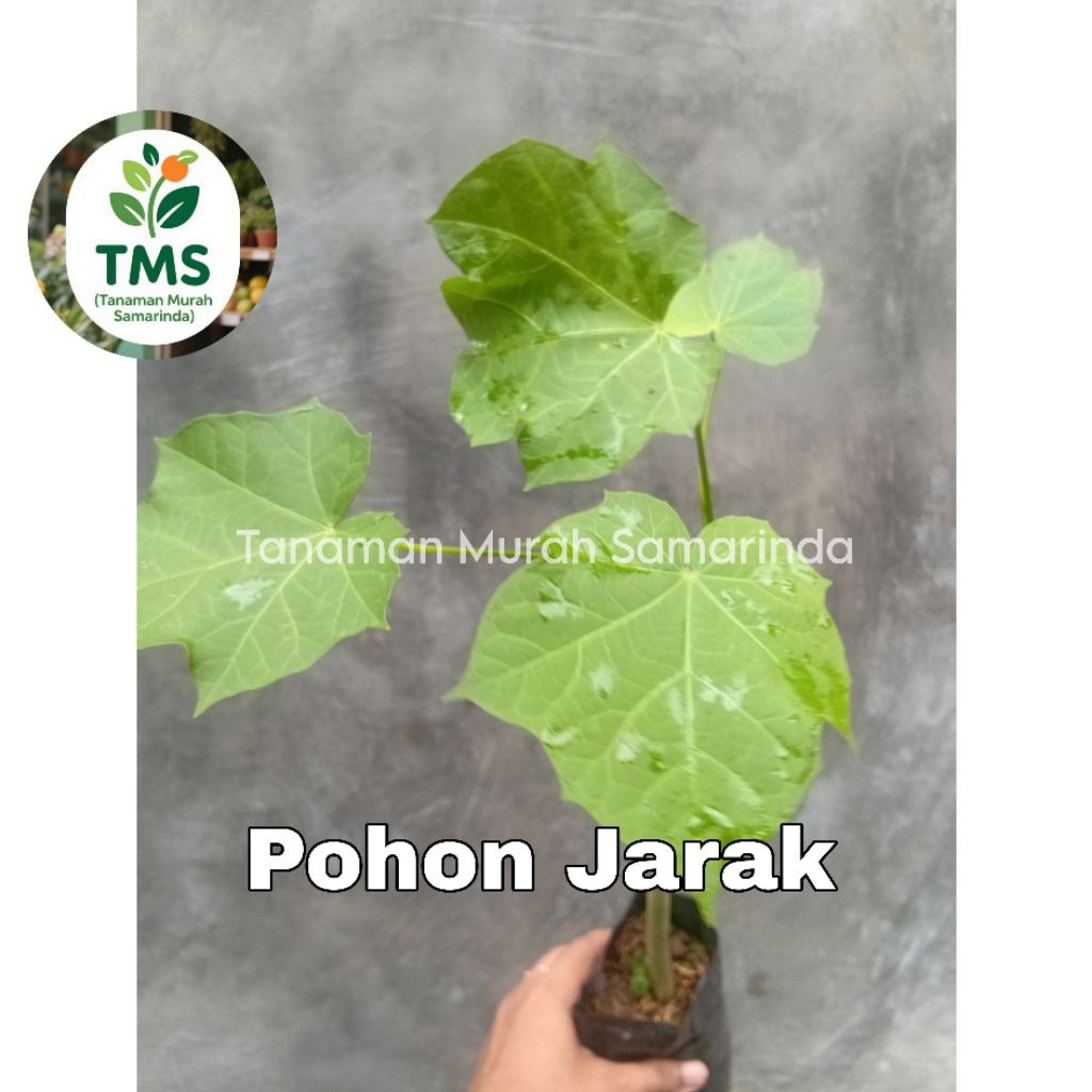 Jual TMS~ Tanaman Pohon Jarak Bibit herbal Jarak Bibit Jarak | Shopee ...