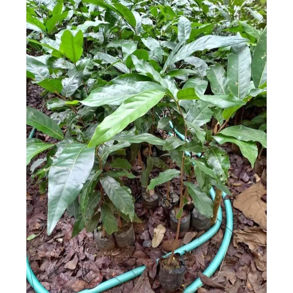 Jual bibit gayam | Shopee Indonesia