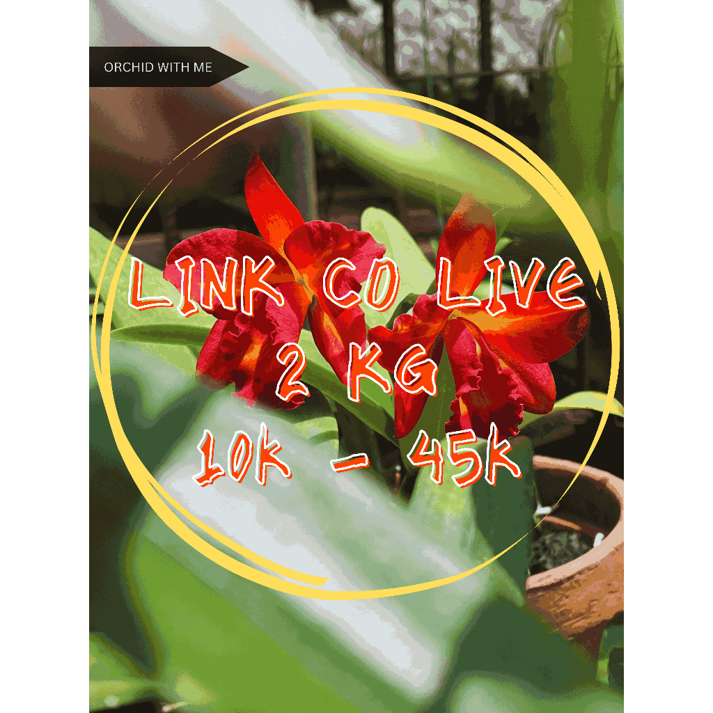 Jual [ LINK CO LIVE ] 2 KG DARI HARGA 10K SAMPAI 45K | Shopee Indonesia