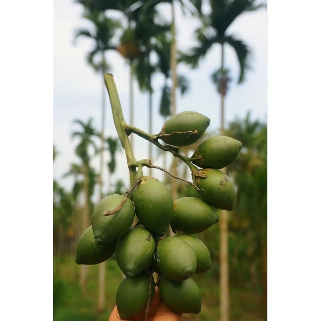 Jual Buah pinang muda segar stamina suami 1kg | Shopee Indonesia