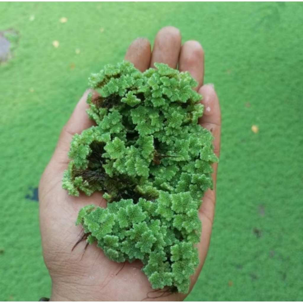 Jual bibit azolla microphyla super 1kg | Shopee Indonesia