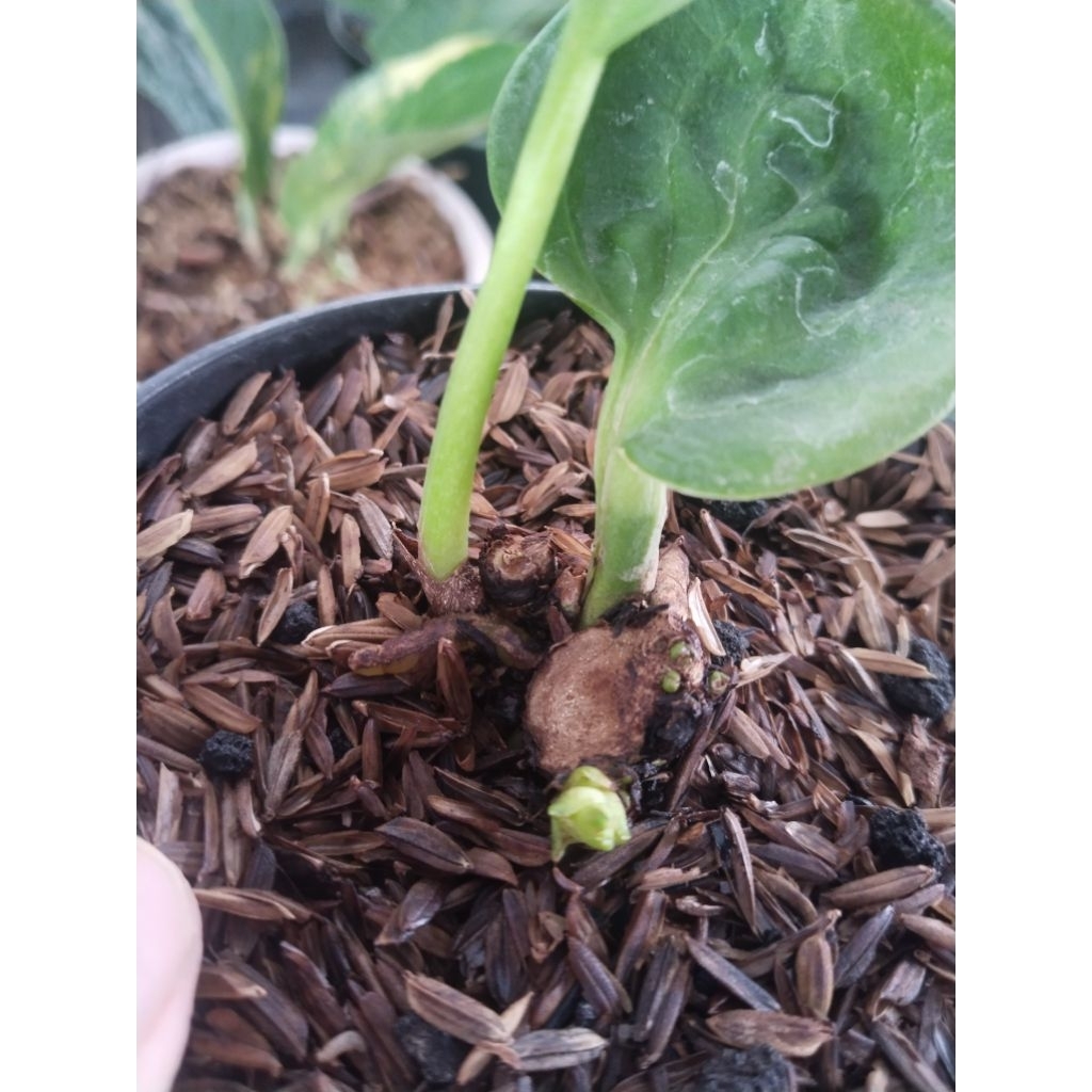 Jual anthurium mangkok granpa bonggol ( tunas banyak) | Shopee Indonesia