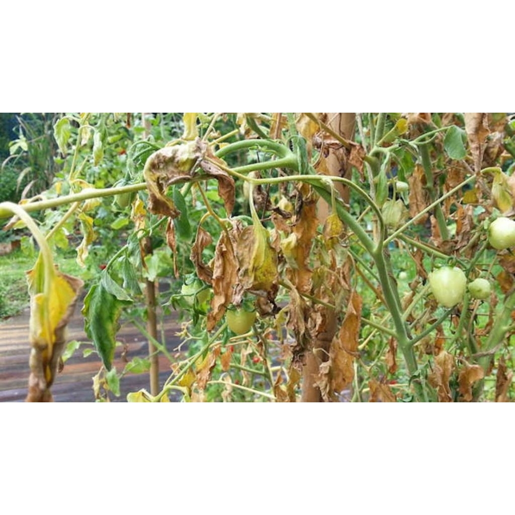 Jual SOLUSI AJAIB !! GMN Trichoderma Cornu Damae Isi 1kg | Shopee Indonesia