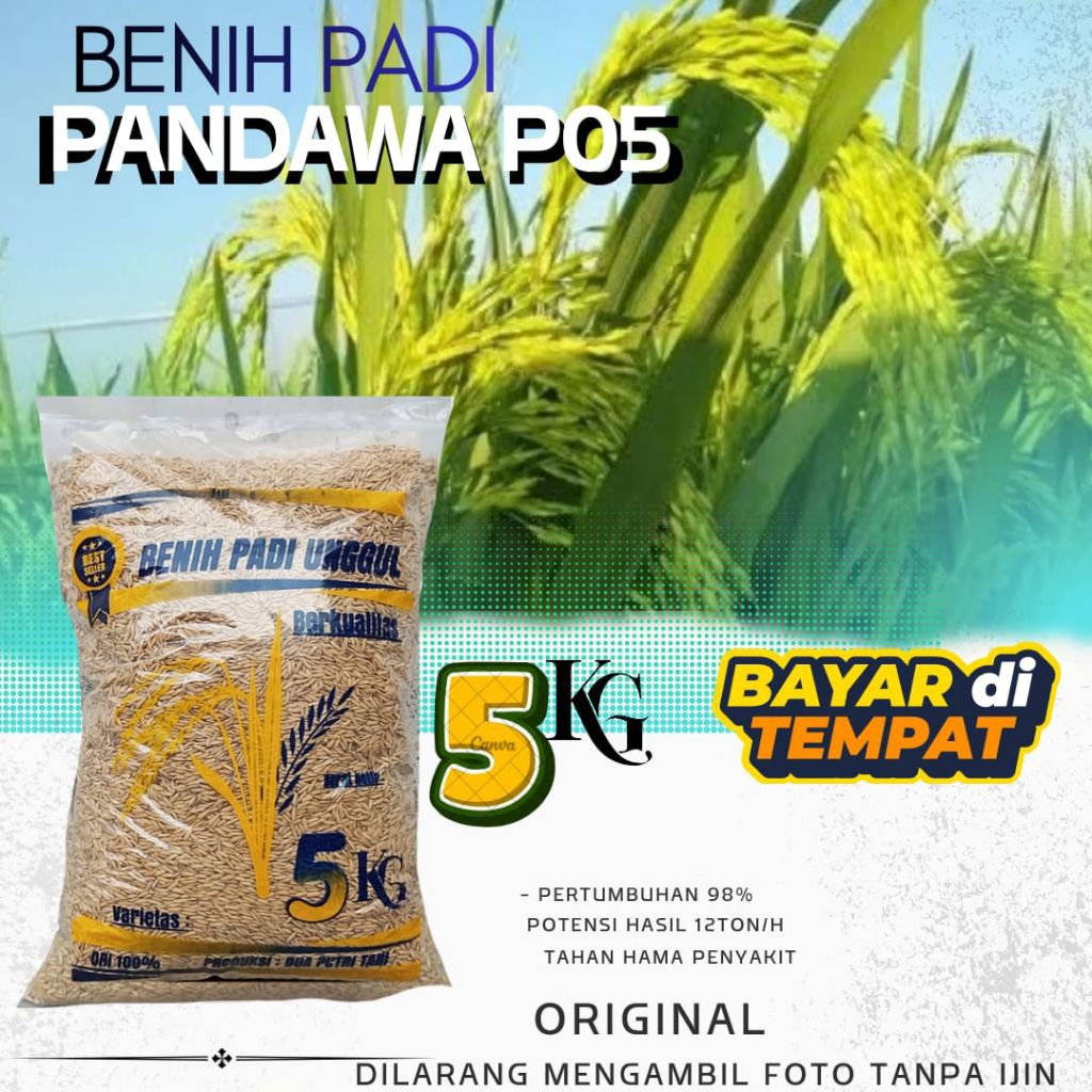 Jual BENIH PADI UNGGUL PANDAWA (PO5) KEMASAN 5KG KUALITAS SUPER PREMIUM ...