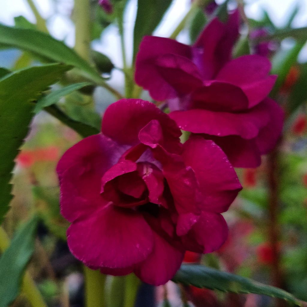 Jual 100 Biji Bunga Pacar Air Magenta Tumpuk Benih Tanaman Hias ...