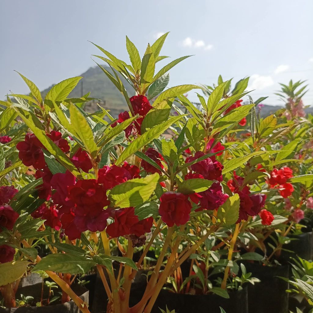 Jual 100 Biji Bunga Pacar Air Magenta Tumpuk Benih Tanaman Hias ...