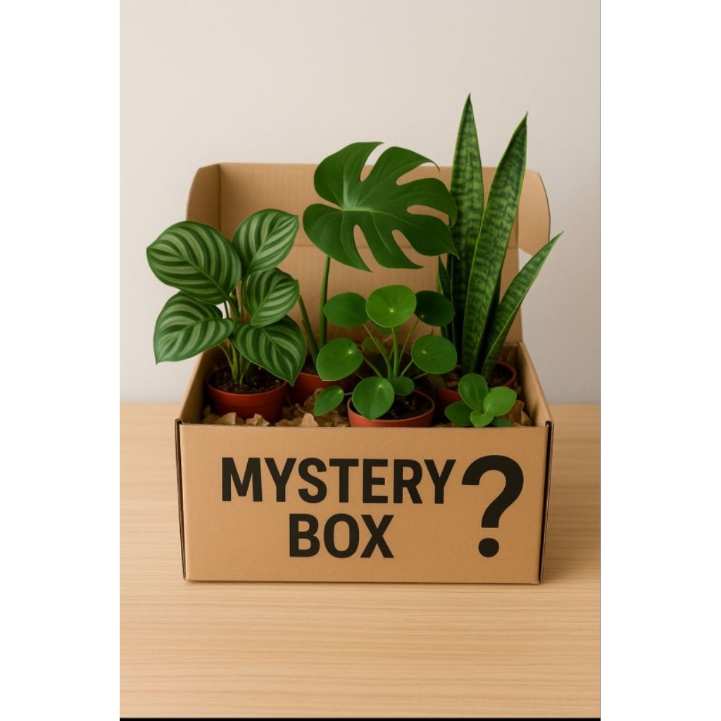 Jual Mystery Box / Tanaman Hias Indoor dan Outdoor/ Tanaman Untuk ...