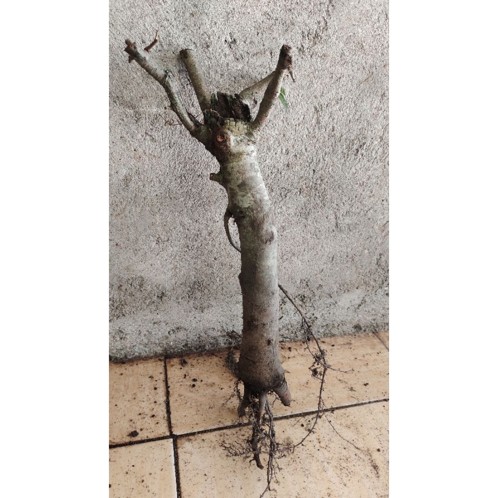 Jual bahan bonsai ficus beringin Bunut preh realpic sesuai gambar ...