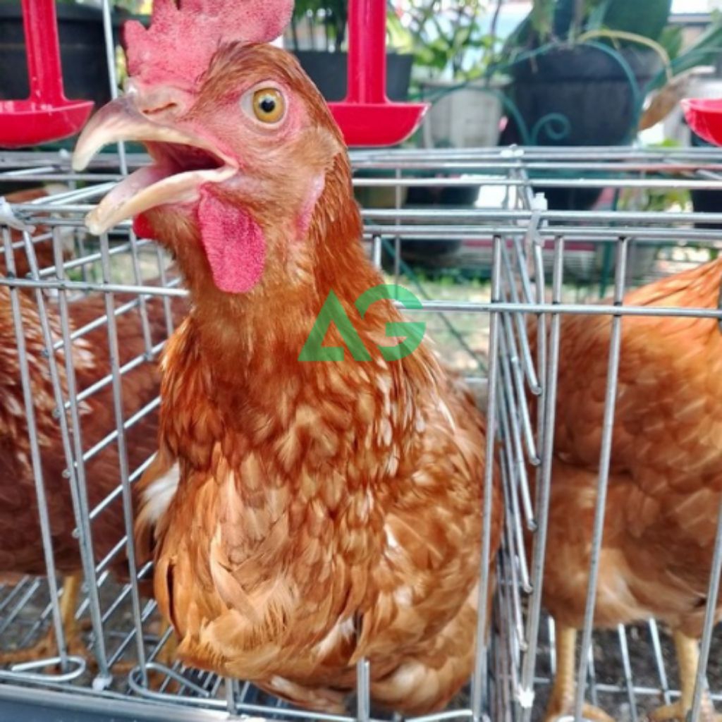 Jual Paket Ayam Petelur 300 Ekor + 1 Set Kandang Batrei Skala Rumahan ...