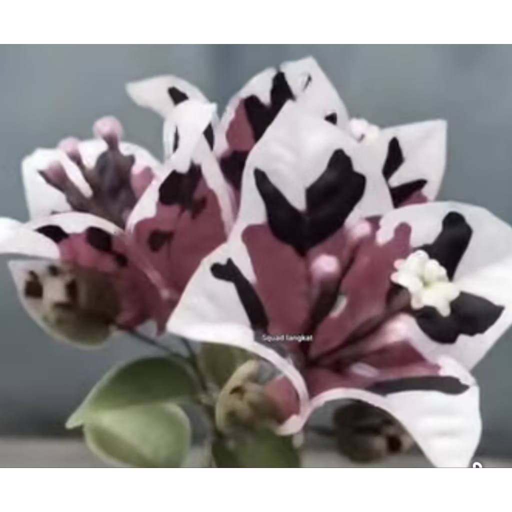 Jual BOUGENVILLE BUNGA KERTAS 3 CORAK CANTIK - TANAMAN HIAS BUGENVIL ...