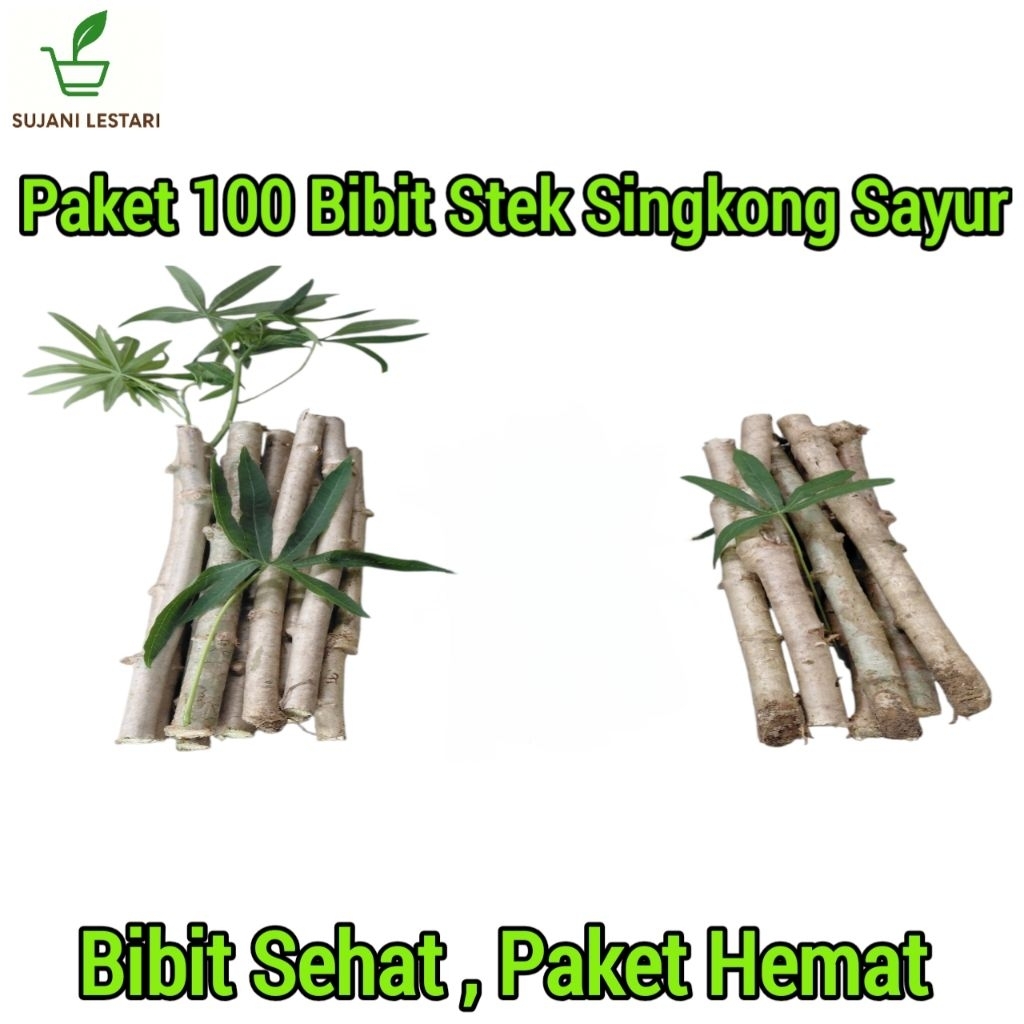 Jual Paket 100 Bibit Stek Singkong Sayur Sehat & Siap Tanam - SUJANI ...