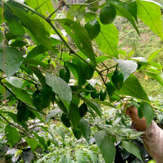 Jual Bibit Pilihan Cabe Gendot Gemoy Organik | Biji Benih Cabe Gendot ...