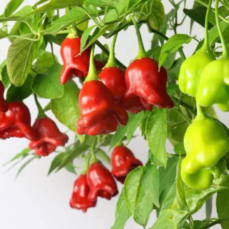 Jual Bibit Cabe Bishop’s Crown Kemasan isi 5 Biji Seed Buah Chili ...