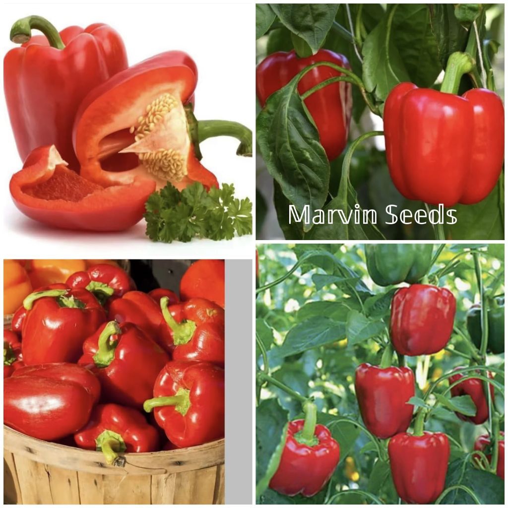 Jual Marvin Seeds [ Benih Paprika Merah | Red Capsium Paprika-10 Butir ...