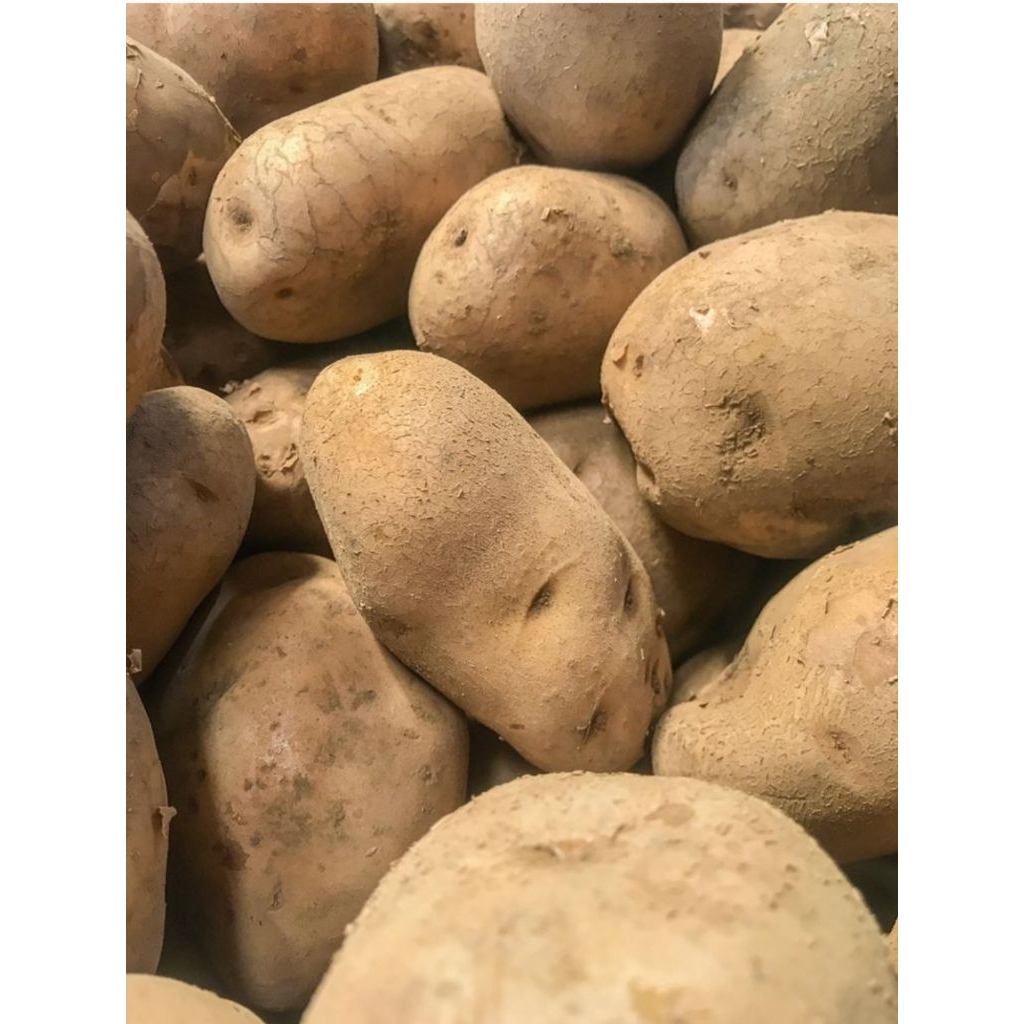 Jual kentang dieng fresh 1kg dari ladang baru panen kentang besar ...