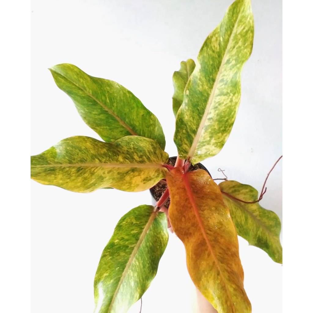 Jual Philodendron marmalade tree colour | Shopee Indonesia