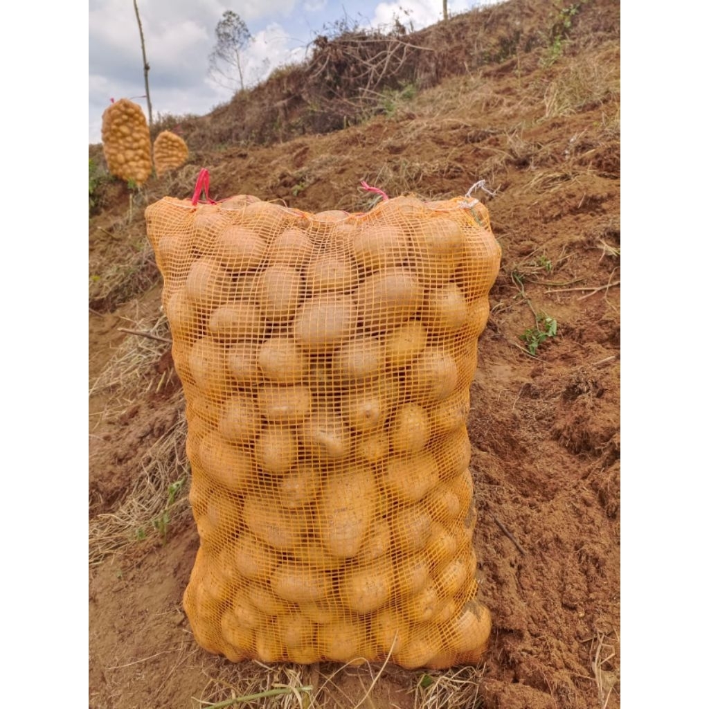 Jual kentang ukuran ABC1kg | Shopee Indonesia