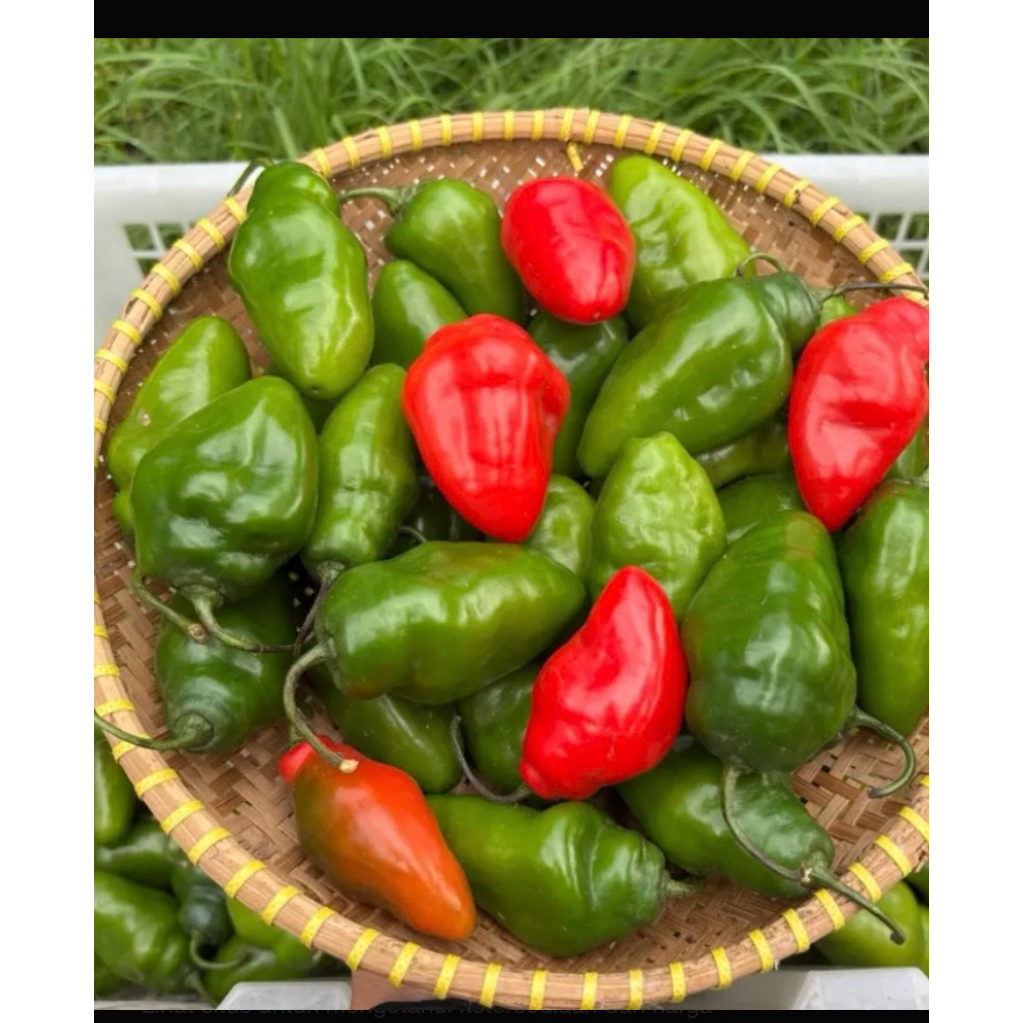 Jual Cabe Gendot khas dieng / 500g | Shopee Indonesia
