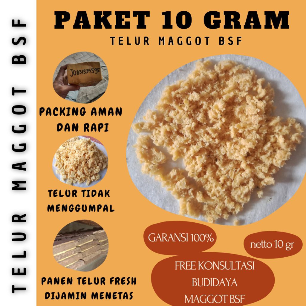 Jual TELUR MAGGOT BSF 10 GRAM, BERKUALITAS DAN BERGARANSI | Shopee ...