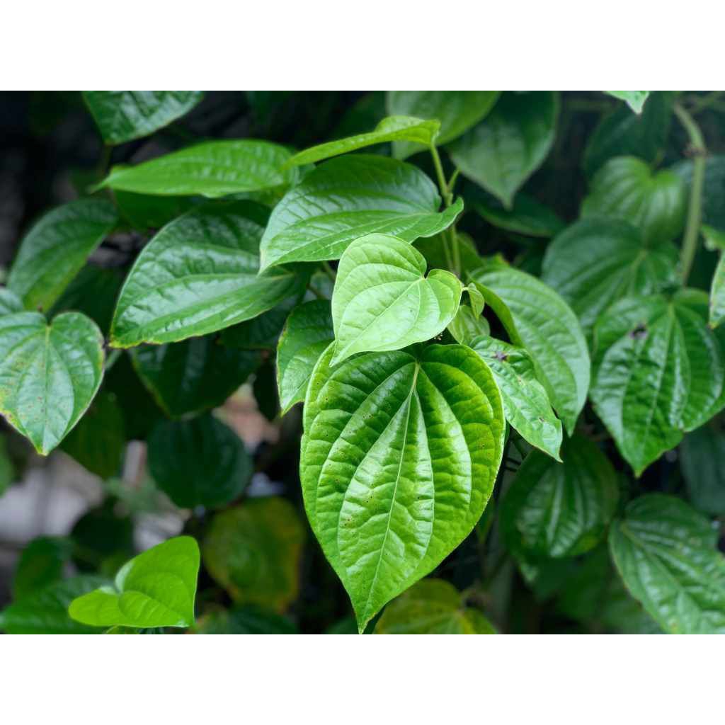 Jual daun sirih hijau segar fresh per 20 lembar | Shopee Indonesia