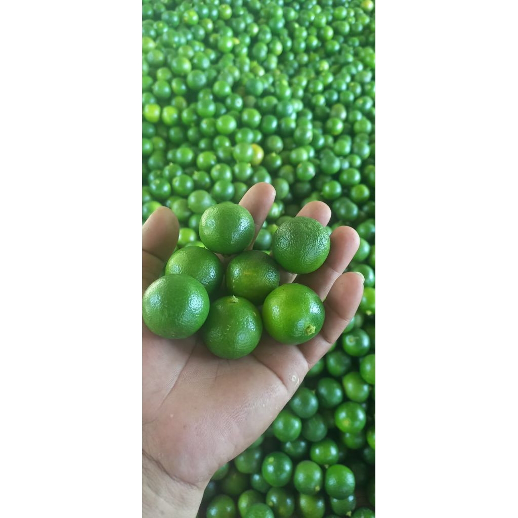 Jual JERUK PERES JERUK SONGKIT KASTURI 1KG UKURAN SEDANG | Shopee Indonesia
