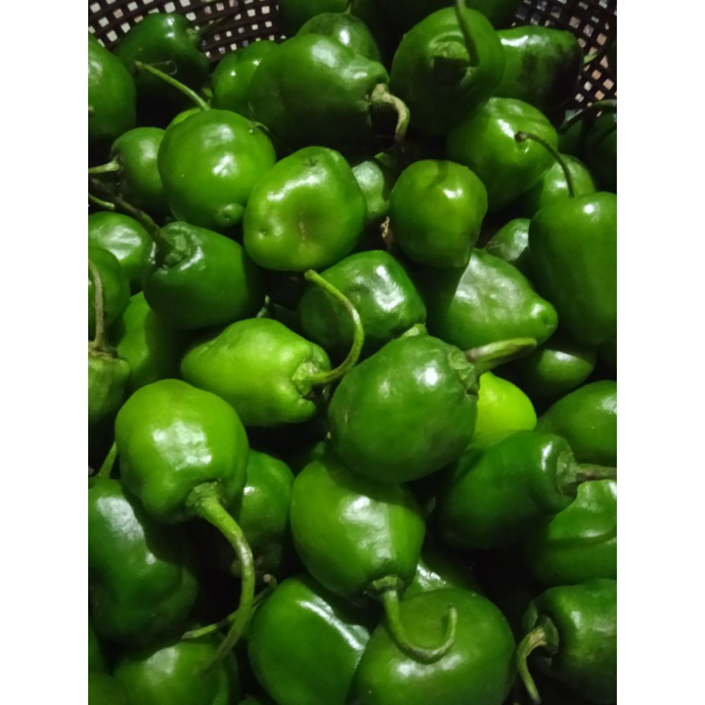 Jual cabe gendot murah 1kg | Shopee Indonesia