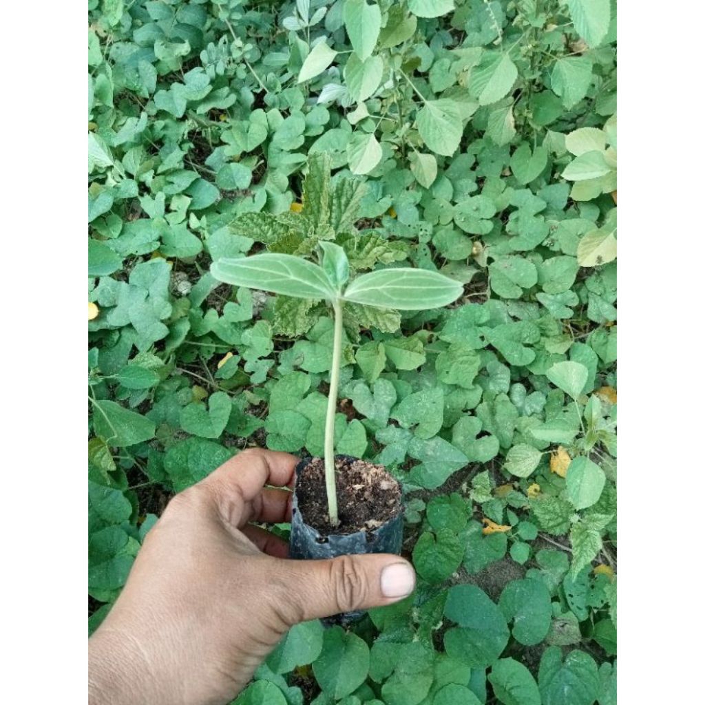 Jual BIBIT TANAMAN LABU AIR PANJANG SIAP TANAM | Shopee Indonesia