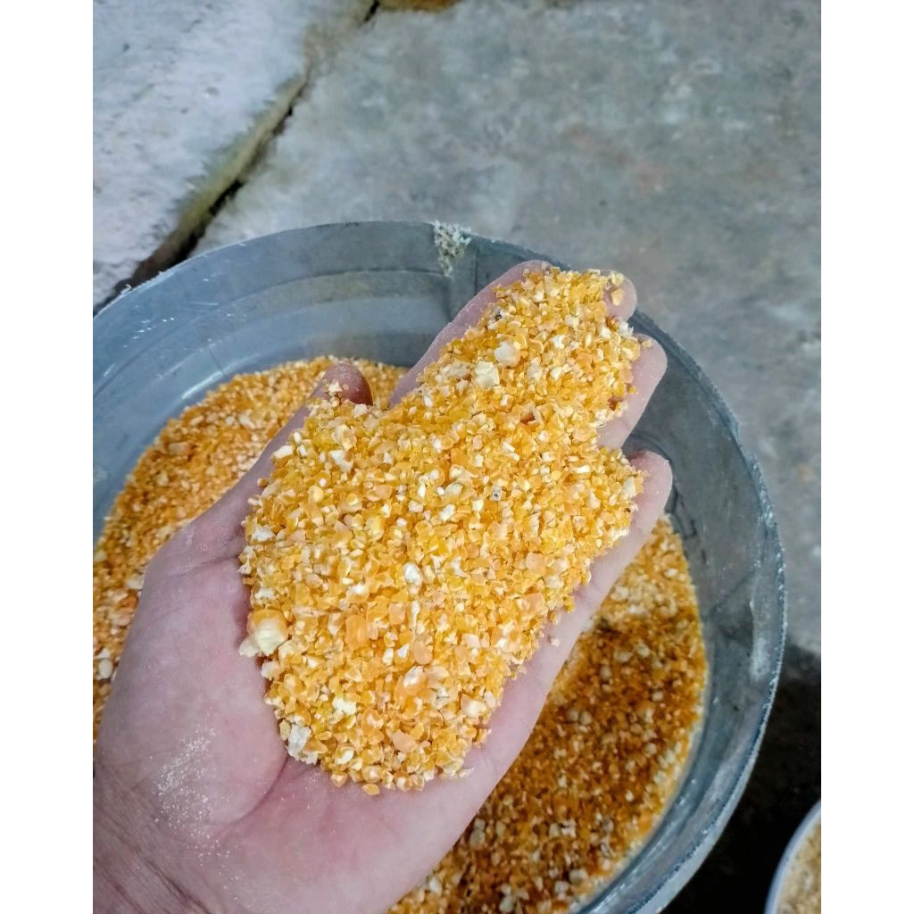 Jual Jagung giling untuk pakan ternak berat 1 kg | Shopee Indonesia