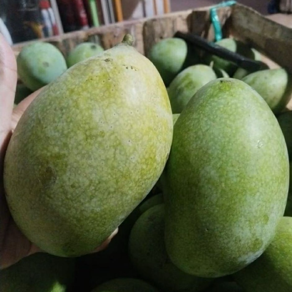 Jual JUMBO Mangga Manalagi Madu isi 3 buah 1 Kg | Shopee Indonesia