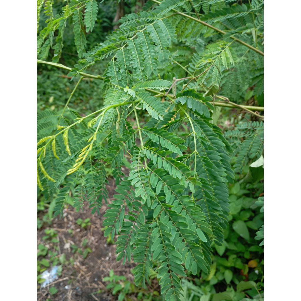 Jual daun lamtoro petai cina 250gram fresh petik | Shopee Indonesia