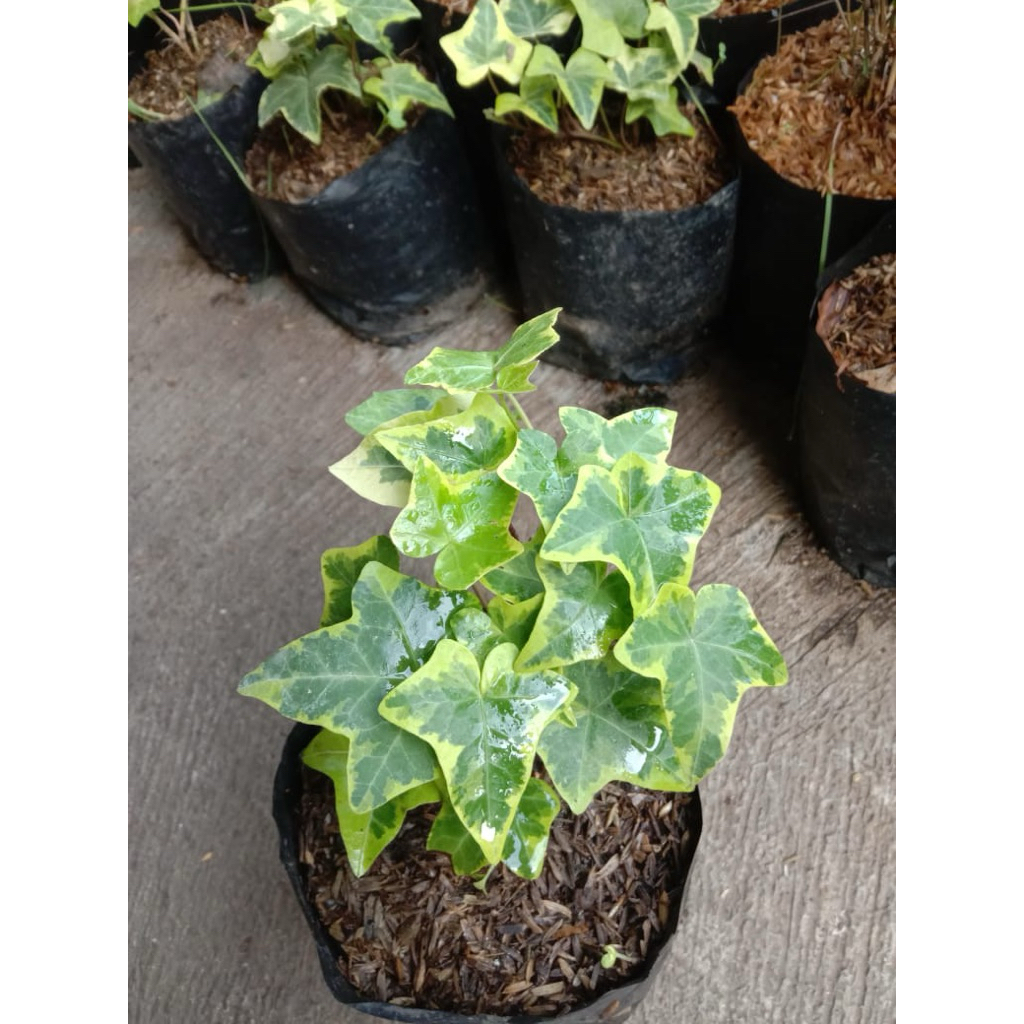 Jual Tanaman ivy ekonomis mini - tanaman hias - happy ivy - english ivy ...