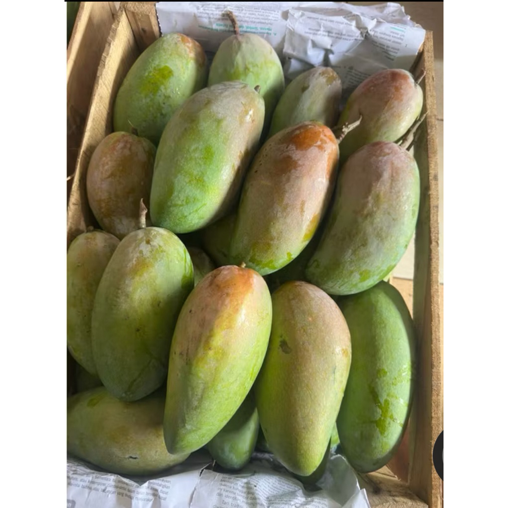 Jual mangga kiojy 1 kg isi 3-4 biji manis tua kres garing | Shopee ...