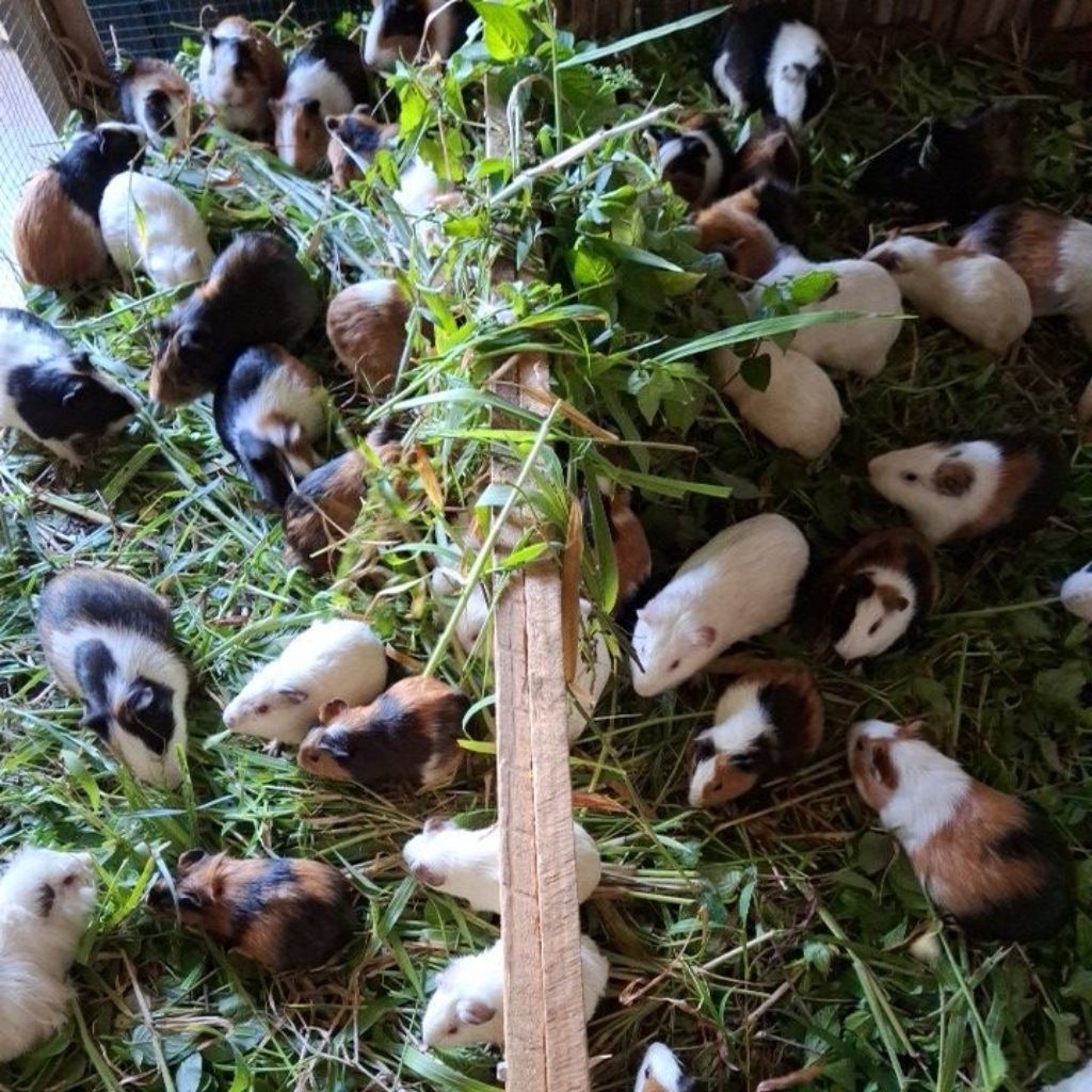 Jual Marmut Hidup - Bersih, Lincah, Bersabahat, dan Sehat, gemuk Lucu ...